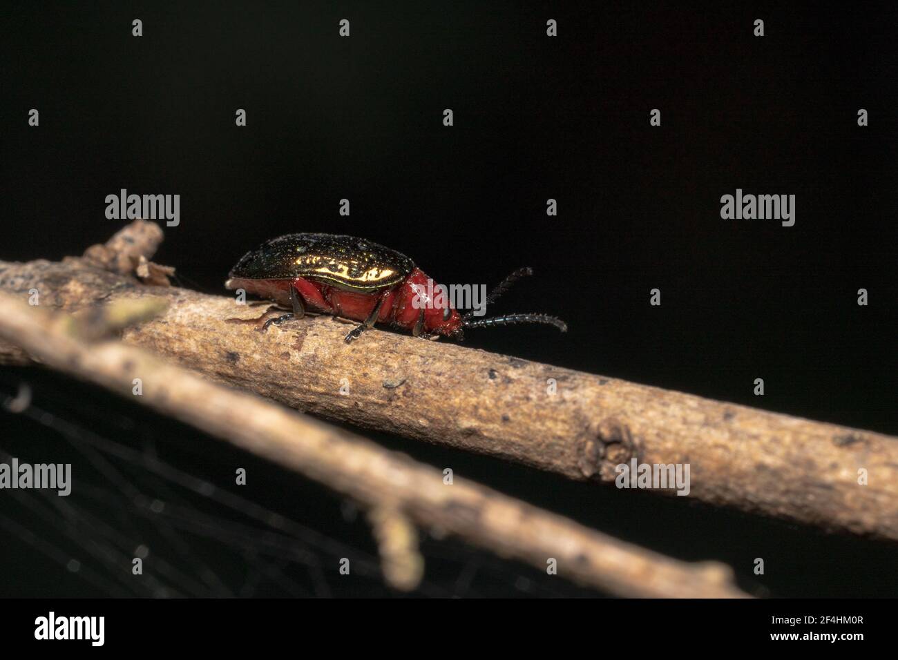 Willow flea beetle, Orange/Red Narrow neck beetle walking down a stick ...