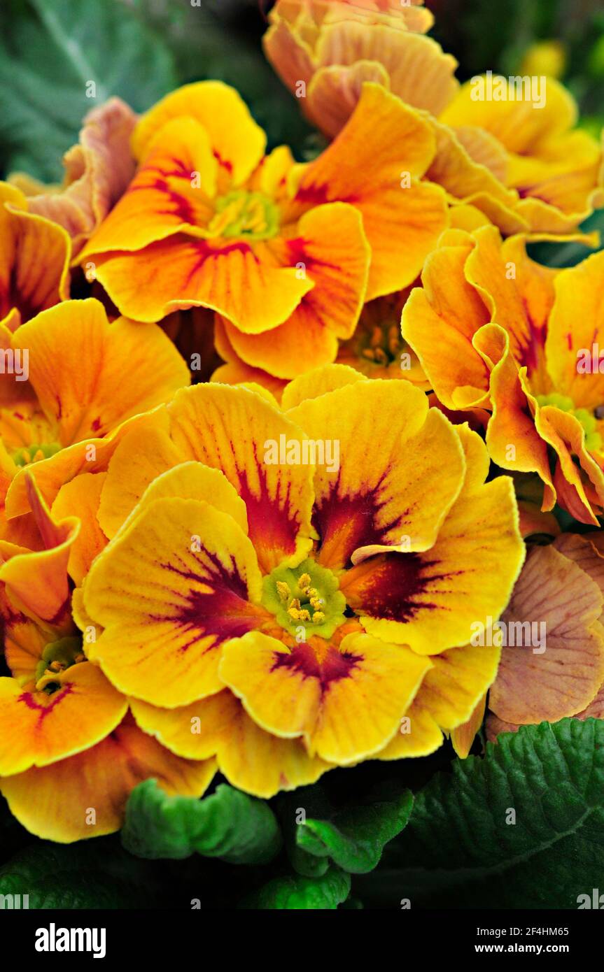 Primrose marietta hi-res stock photography and images - Alamy
