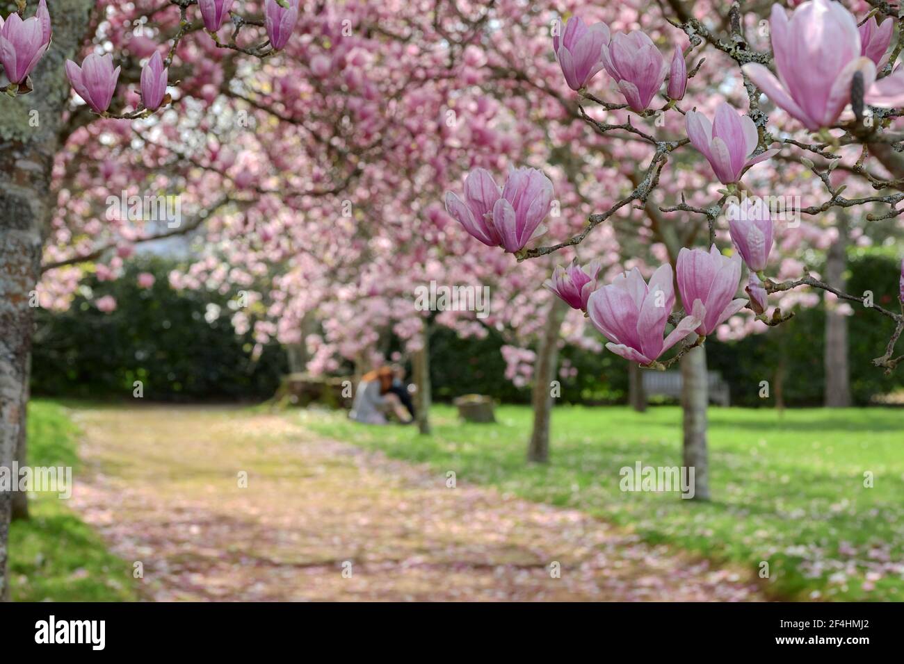 Chinese Magnolia Tree High Resolution Stock Photography and Images - Alamy
