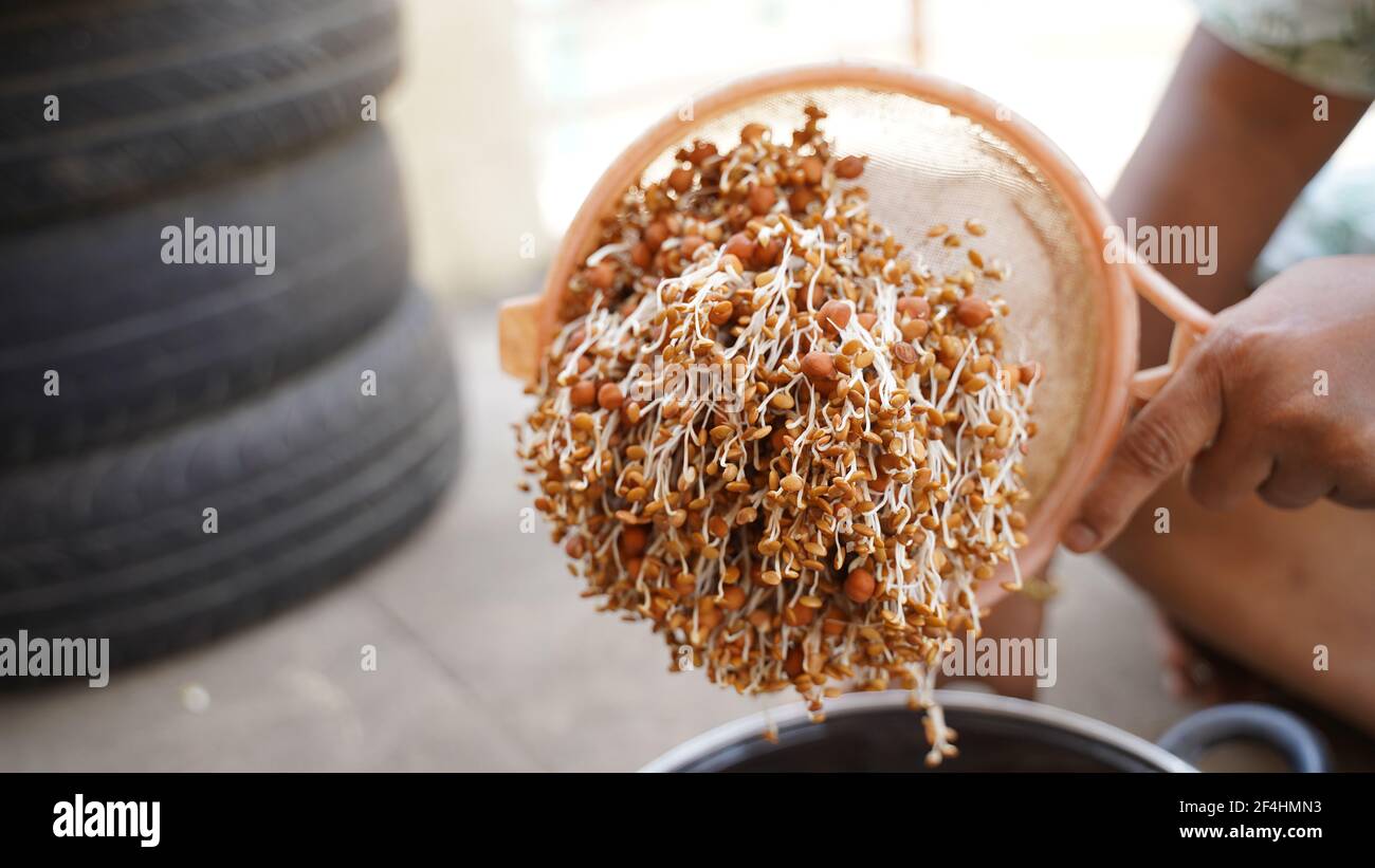 A hand holding a colander full of germinated bengal gram beans Stock ...