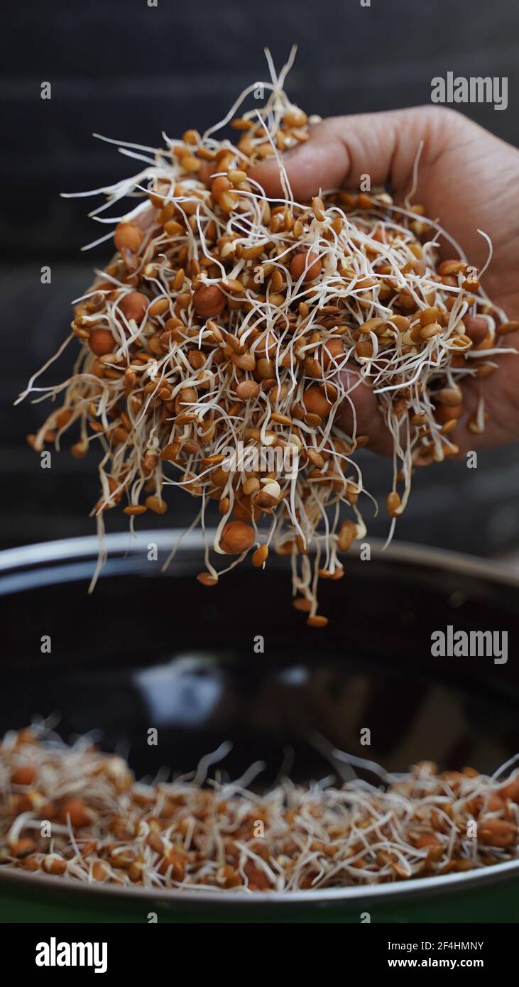 A female hand holding a heap of germinated Bengal gram beans Stock ...