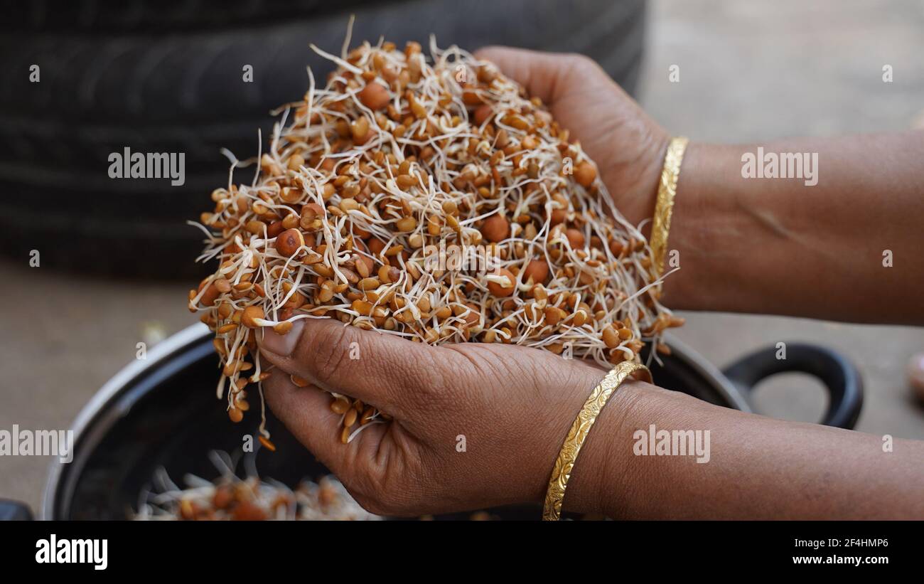 Female hands holding a heap of germinated chickpea beans Stock Photo ...