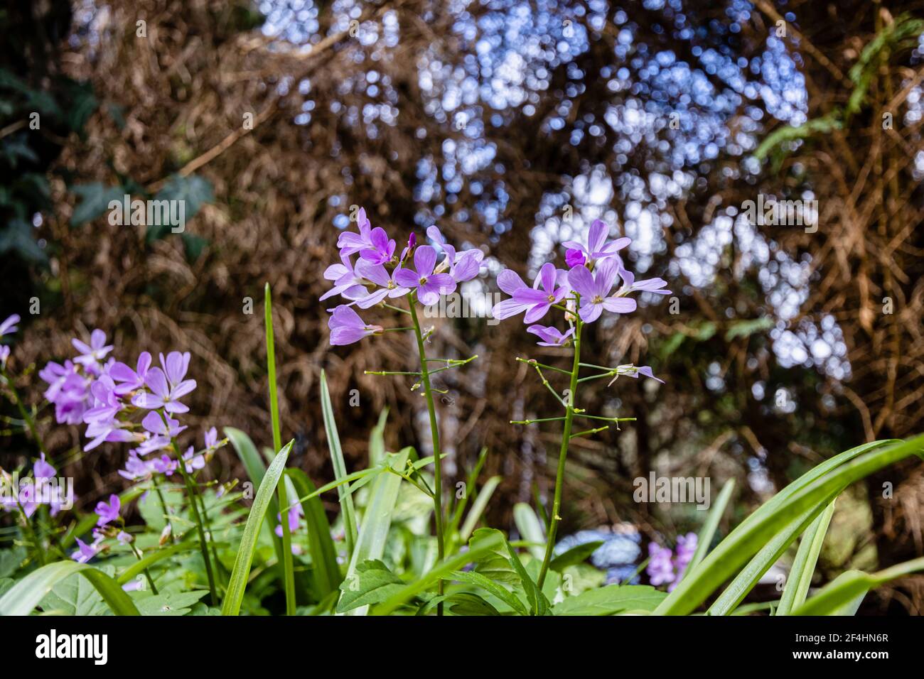 Spring flowering Cardamine quinquefolia (or Dentaria quinquefolia), the ...