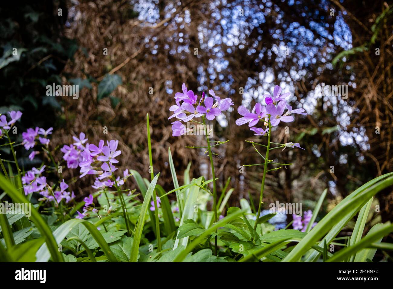 Spring flowering Cardamine quinquefolia (or Dentaria quinquefolia), the ...