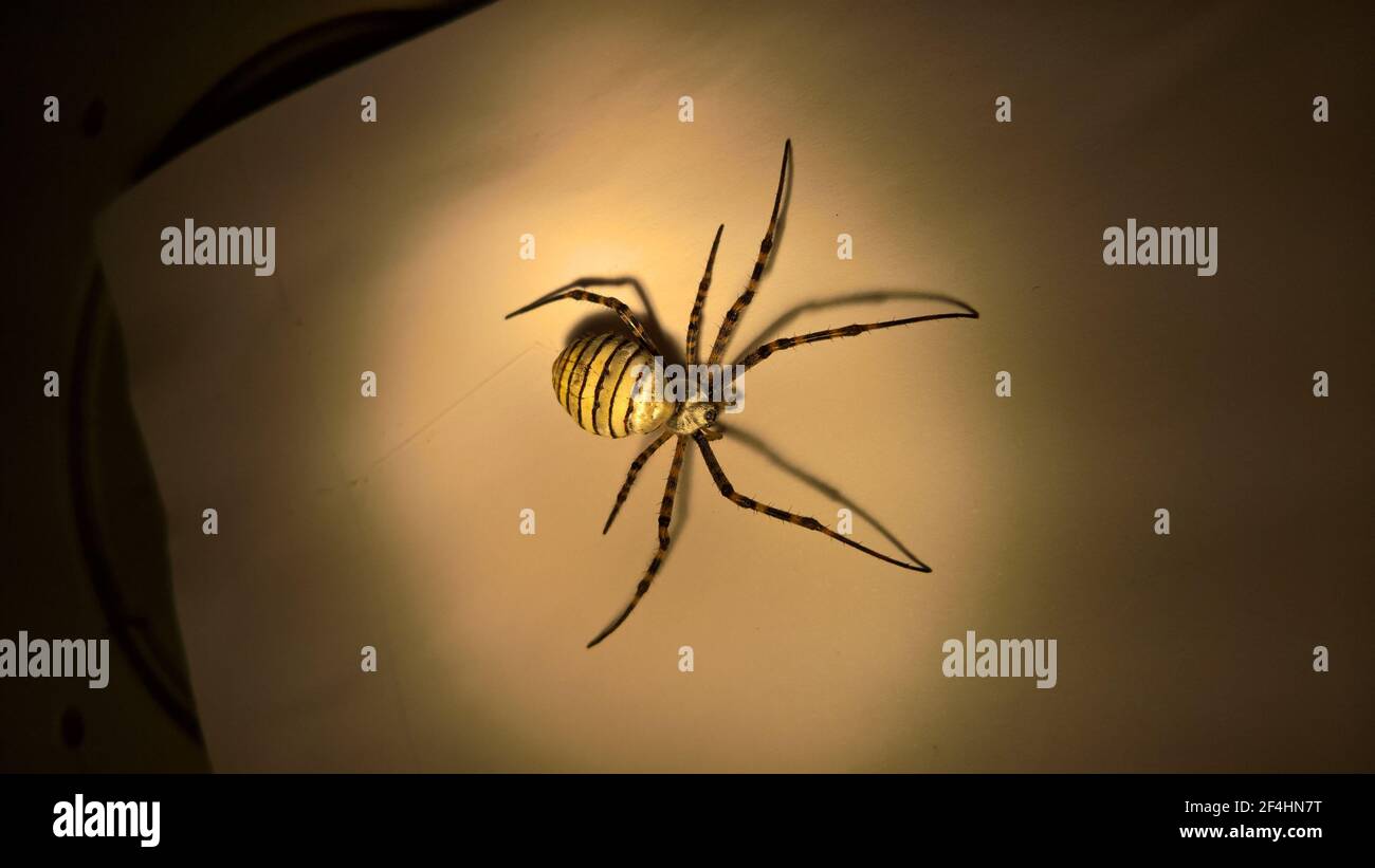 closeup photo of spider in laboratory Stock Photo - Alamy