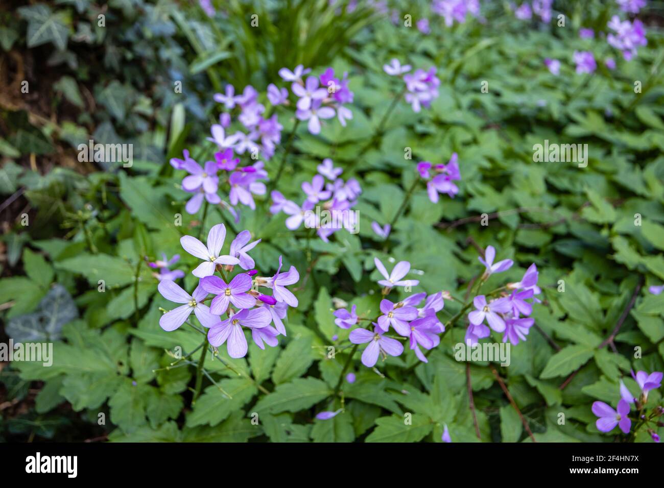 Spring flowering Cardamine quinquefolia (or Dentaria quinquefolia), the ...