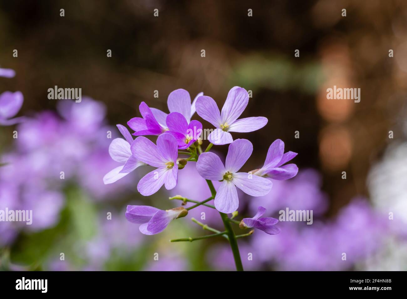 Spring flowering Cardamine quinquefolia (or Dentaria quinquefolia), the ...