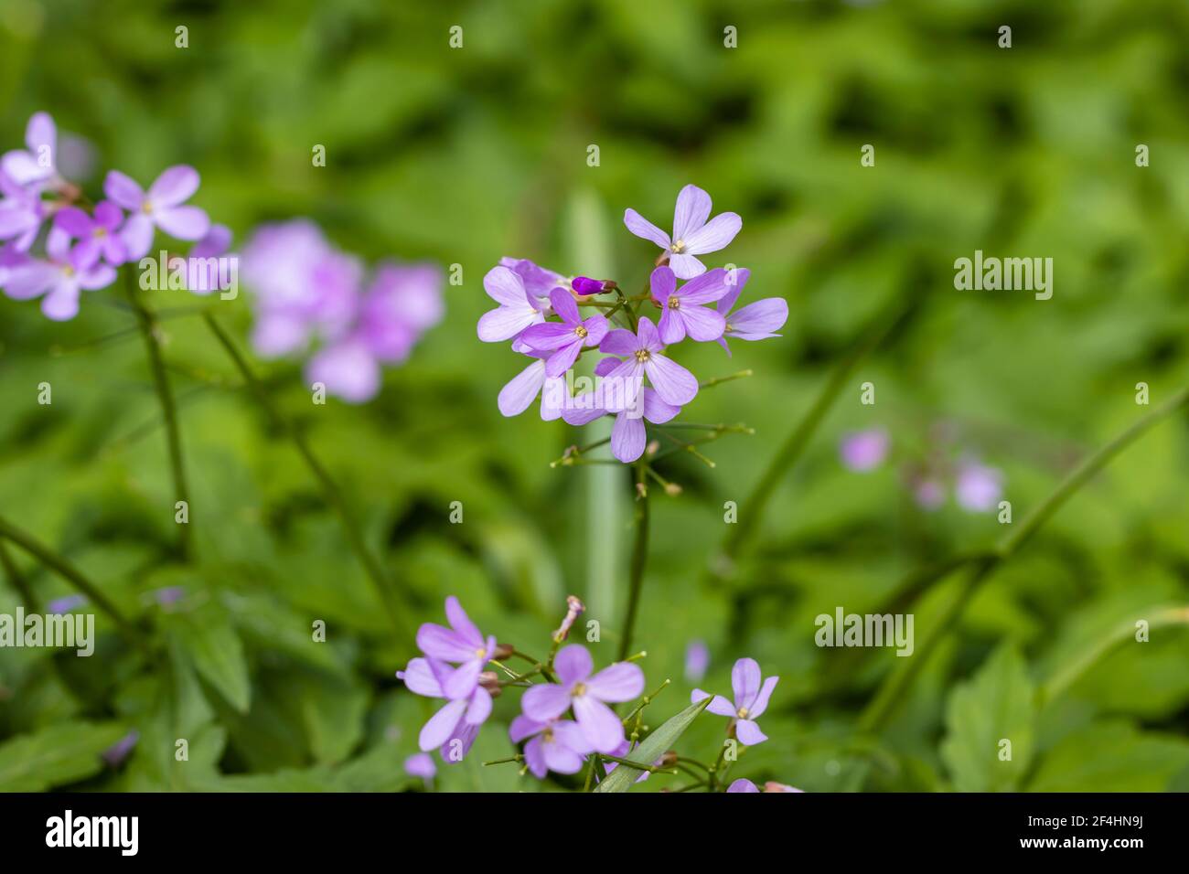 Dentaria quinquefolia hi-res stock photography and images - Alamy