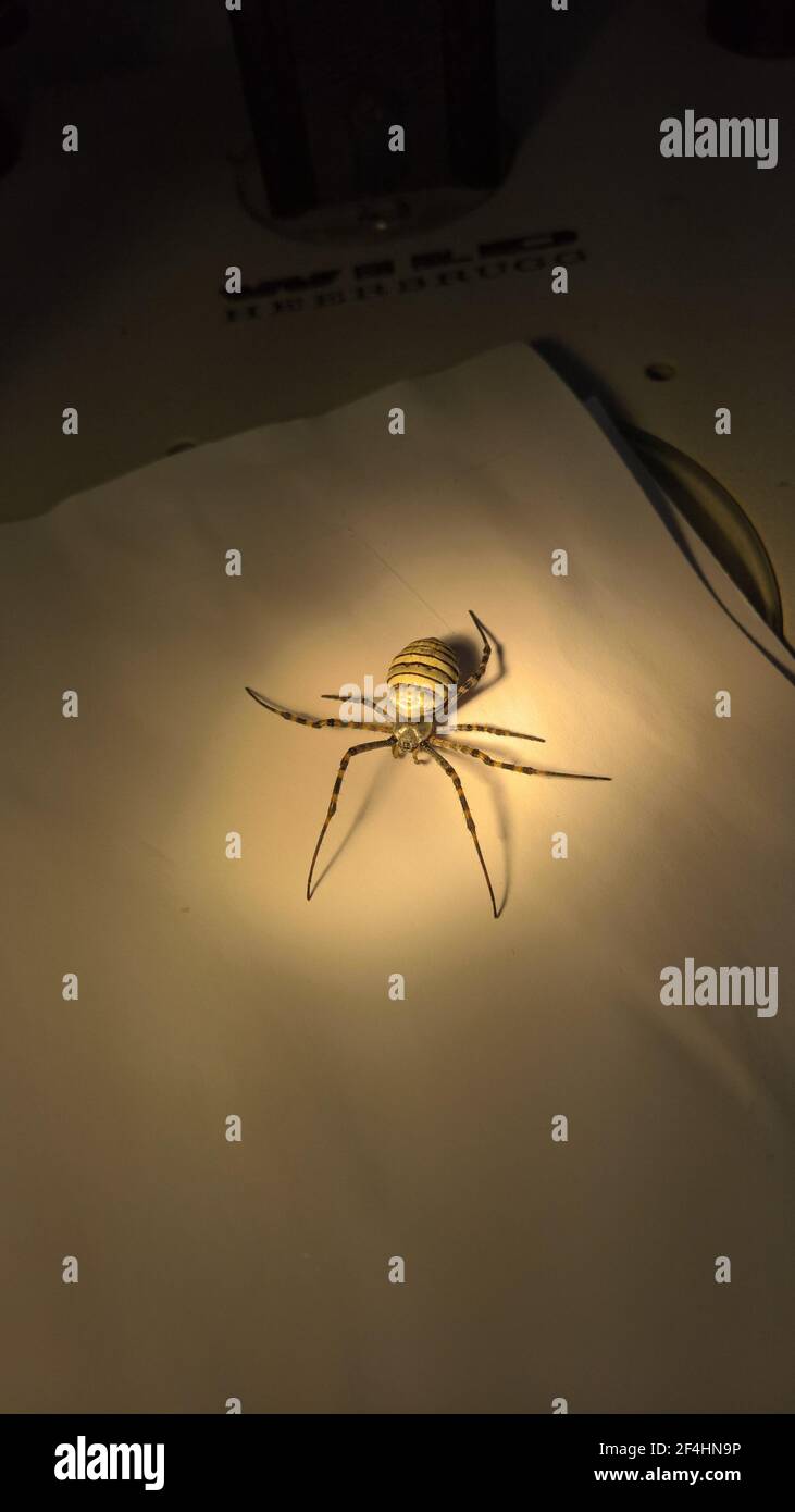 closeup photo of spider in laboratory Stock Photo - Alamy