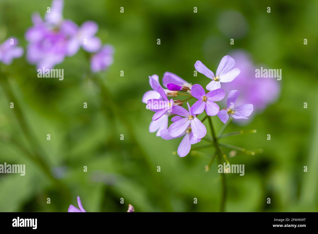 Spring flowering Cardamine quinquefolia (or Dentaria quinquefolia), the ...