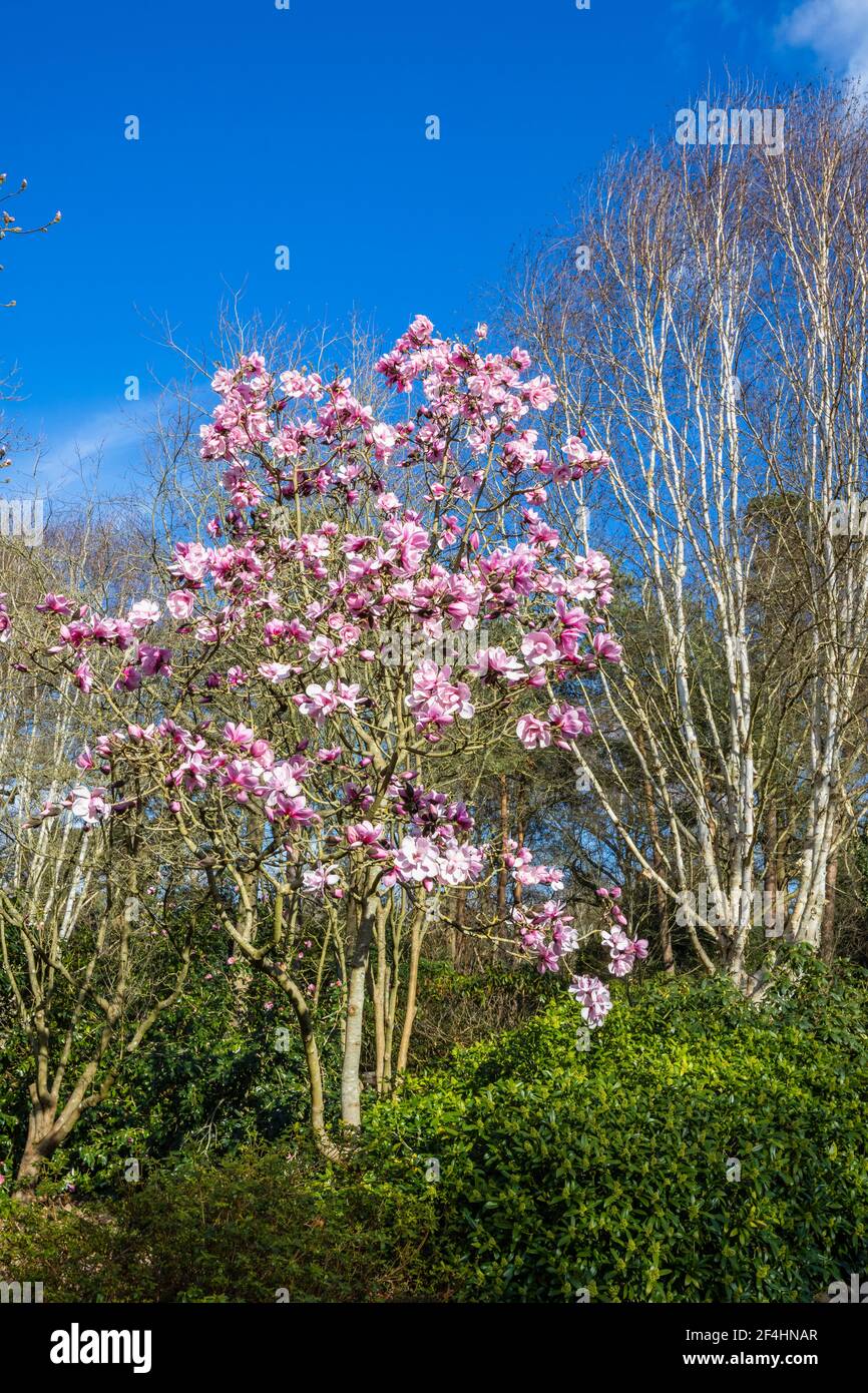 Pink magnolia 'Caerhays Belle' tree flowering in spring in front of a ...