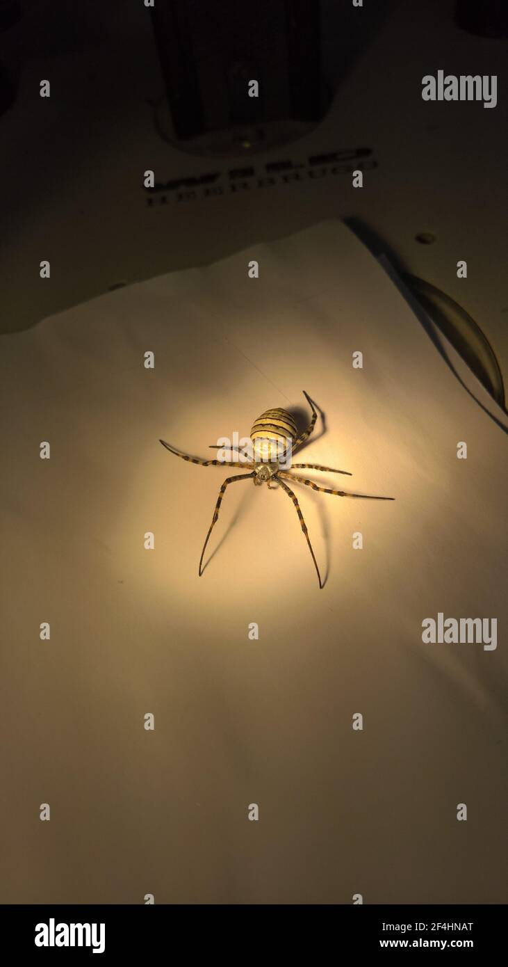 closeup photo of spider in laboratory Stock Photo - Alamy