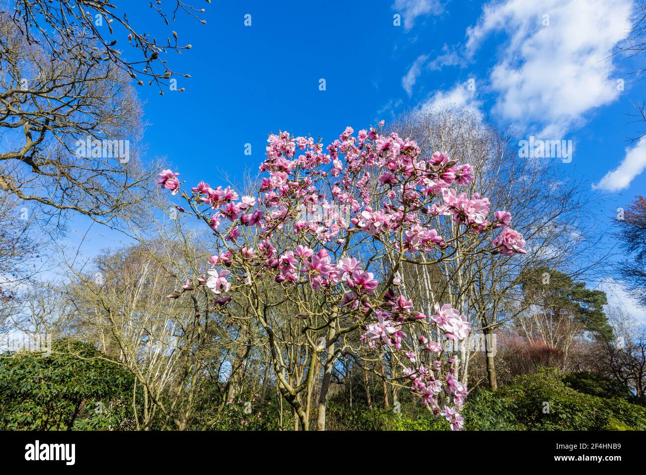 Pink magnolia 'Caerhays Belle' tree flowering in spring in front of a ...