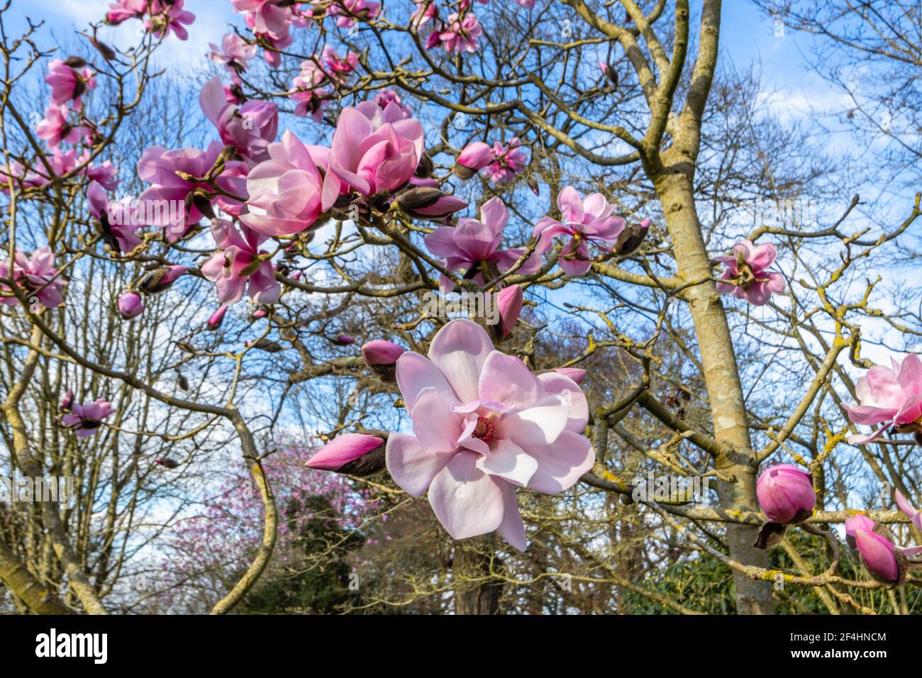 Large salmon pink flowers of the deciduous magnolia 'Caerhays Belle ...