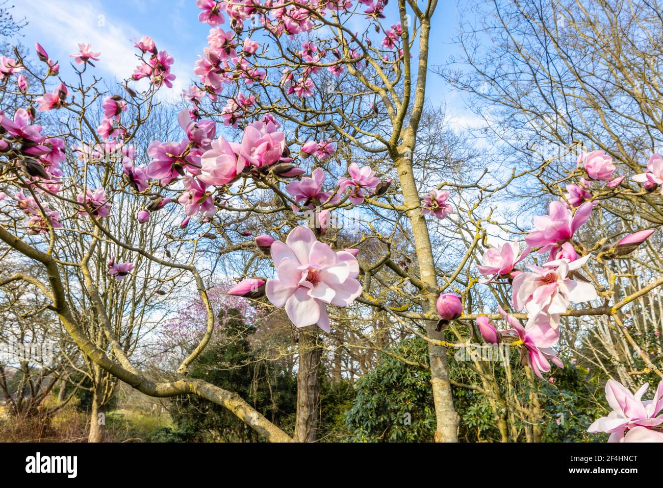 Magnolia caerhays belle hi-res stock photography and images - Alamy