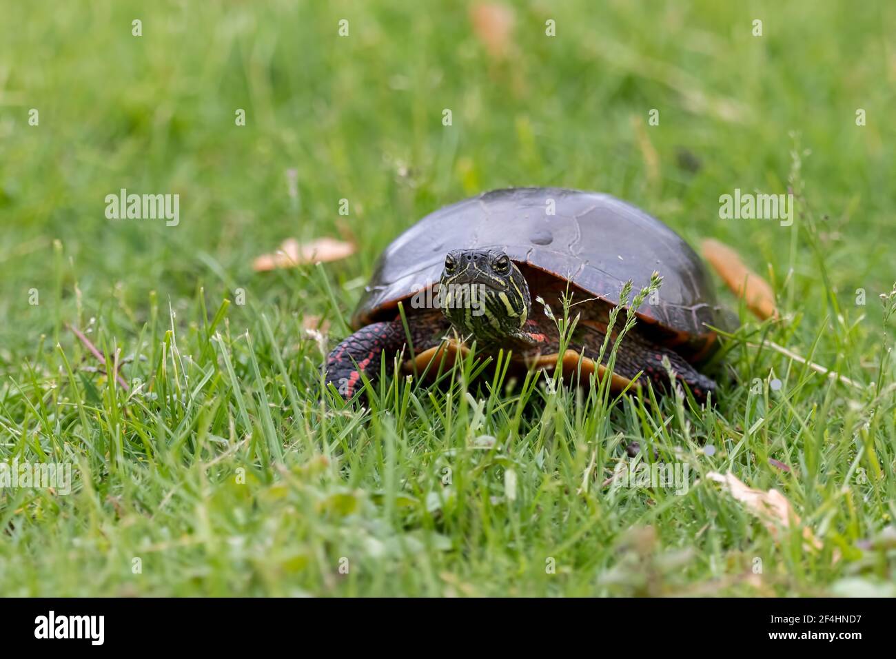 Turtle slowly moving through green hi-res stock photography and images ...