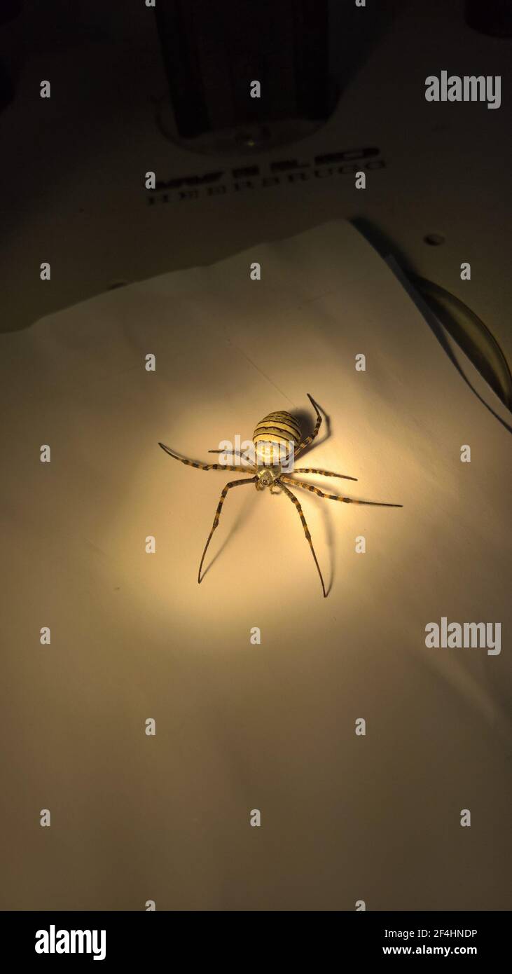 Australian Clock Spider