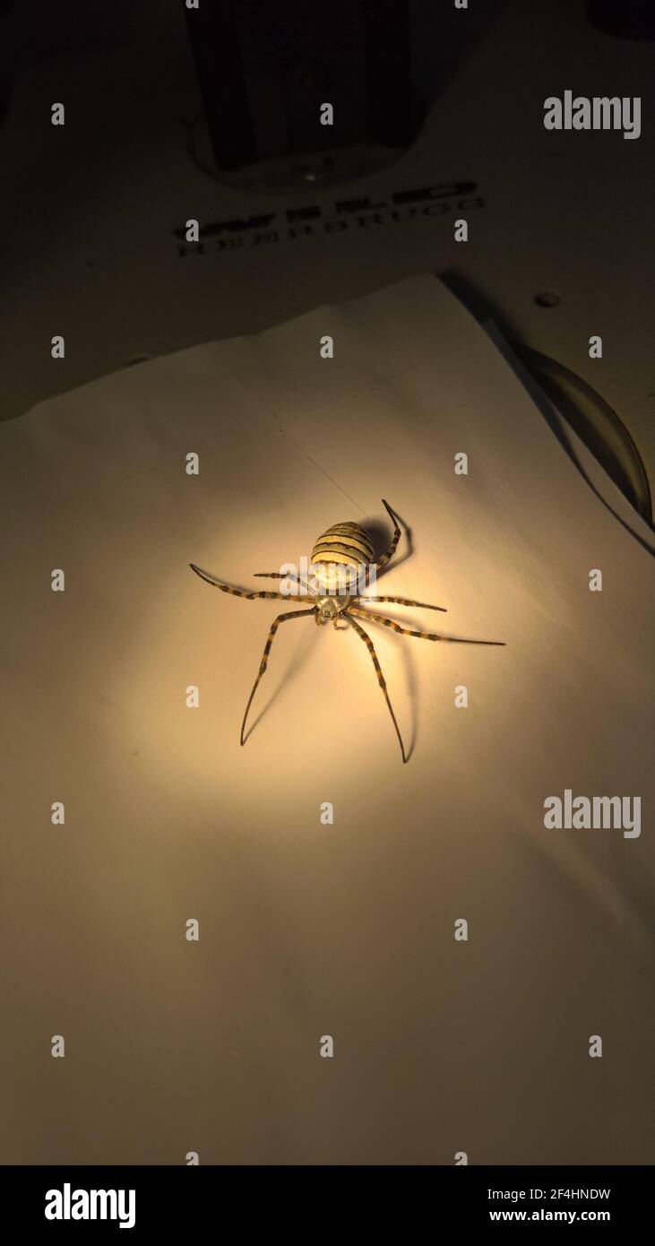 closeup photo of spider in laboratory Stock Photo - Alamy