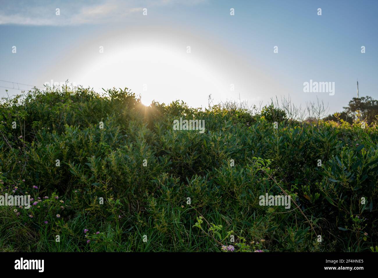 Sunshine bush tourism hi-res stock photography and images - Alamy