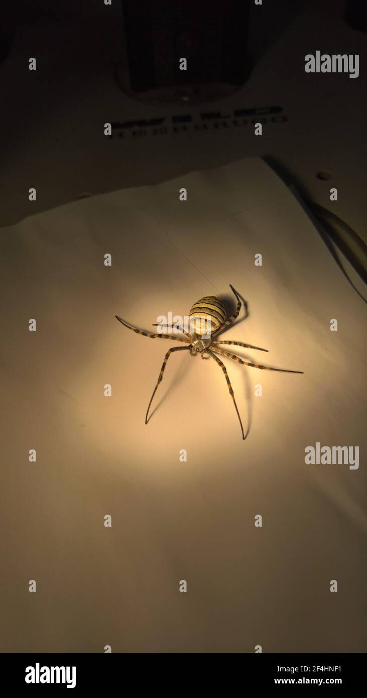 closeup photo of spider in laboratory Stock Photo - Alamy