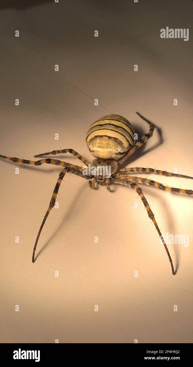 closeup photo of spider in laboratory Stock Photo - Alamy