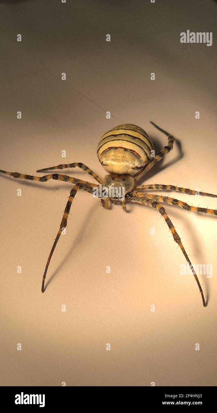 closeup photo of spider in laboratory Stock Photo - Alamy