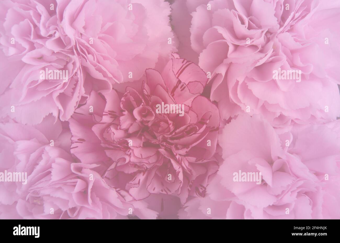 Carnation closeup hi-res stock photography and images - Alamy