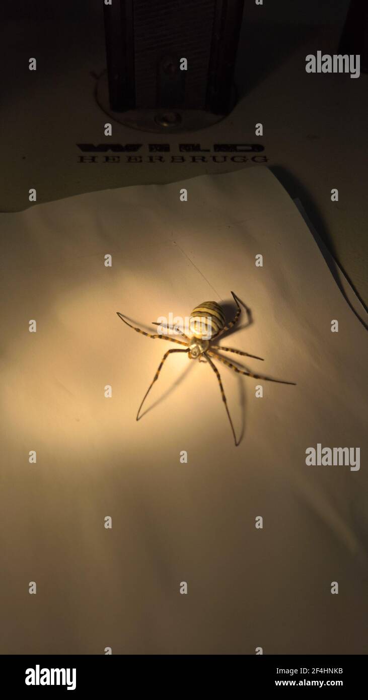 closeup photo of spider in laboratory Stock Photo - Alamy