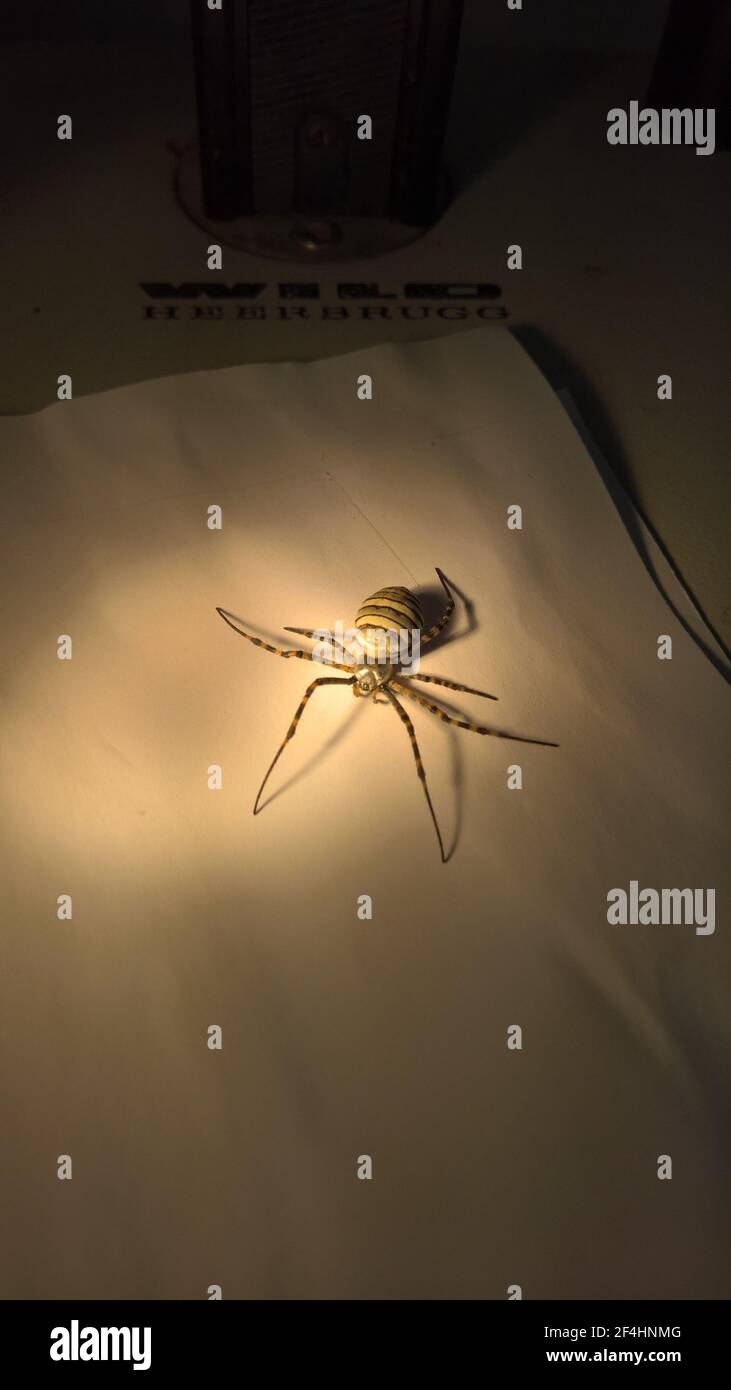 closeup photo of spider in laboratory Stock Photo - Alamy