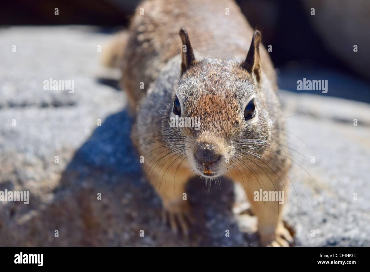 A cute squirrel outdoors on a sunny day Stock Photo - Alamy