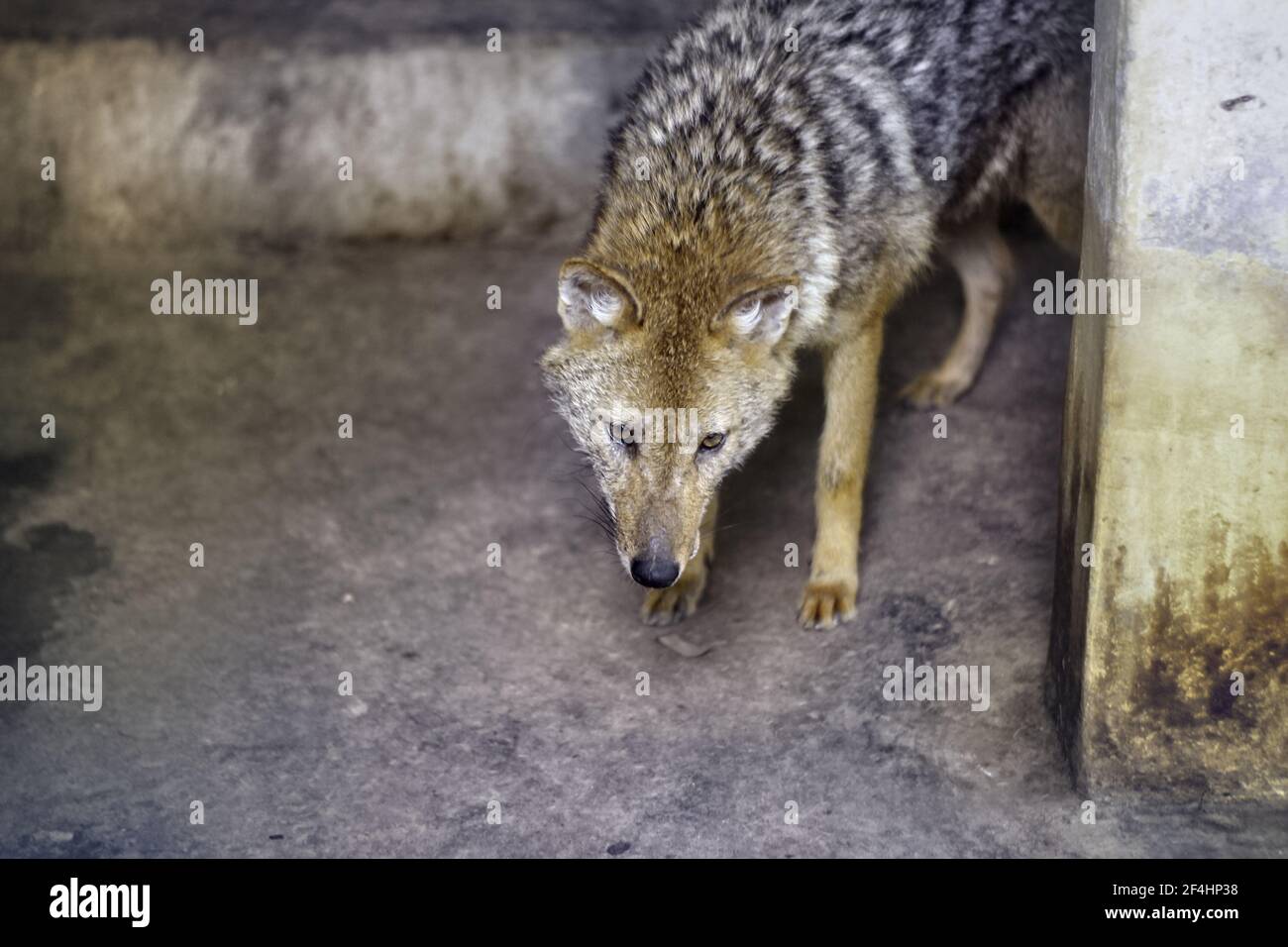 A closeup photo of a cute gray fox with a curious stare coming out of ...