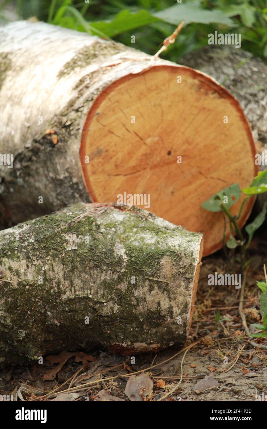 Tree stumps on the ground hi-res stock photography and images - Alamy