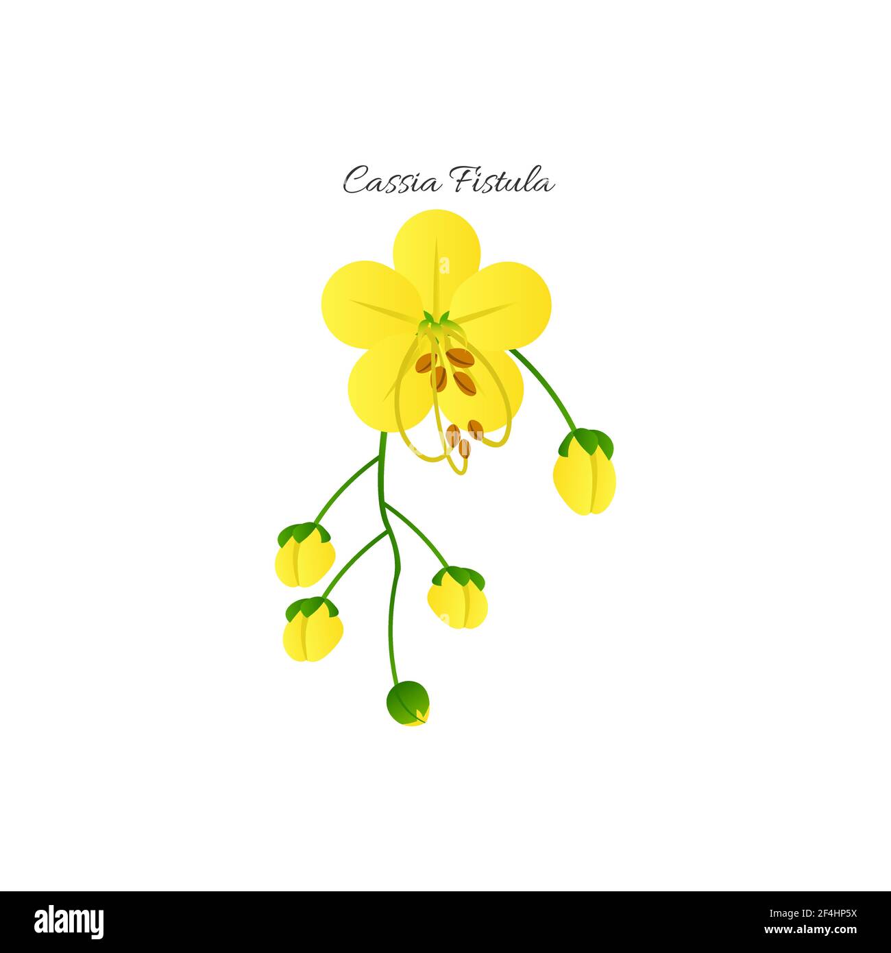 Illustration of Happy Vishu. worship of krishna. cassia fistula flower ...