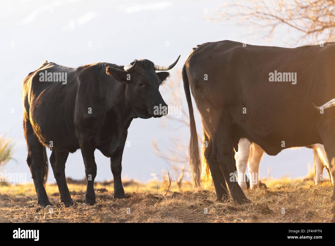 A shallow focus shot of black cows on a farm Stock Photo - Alamy