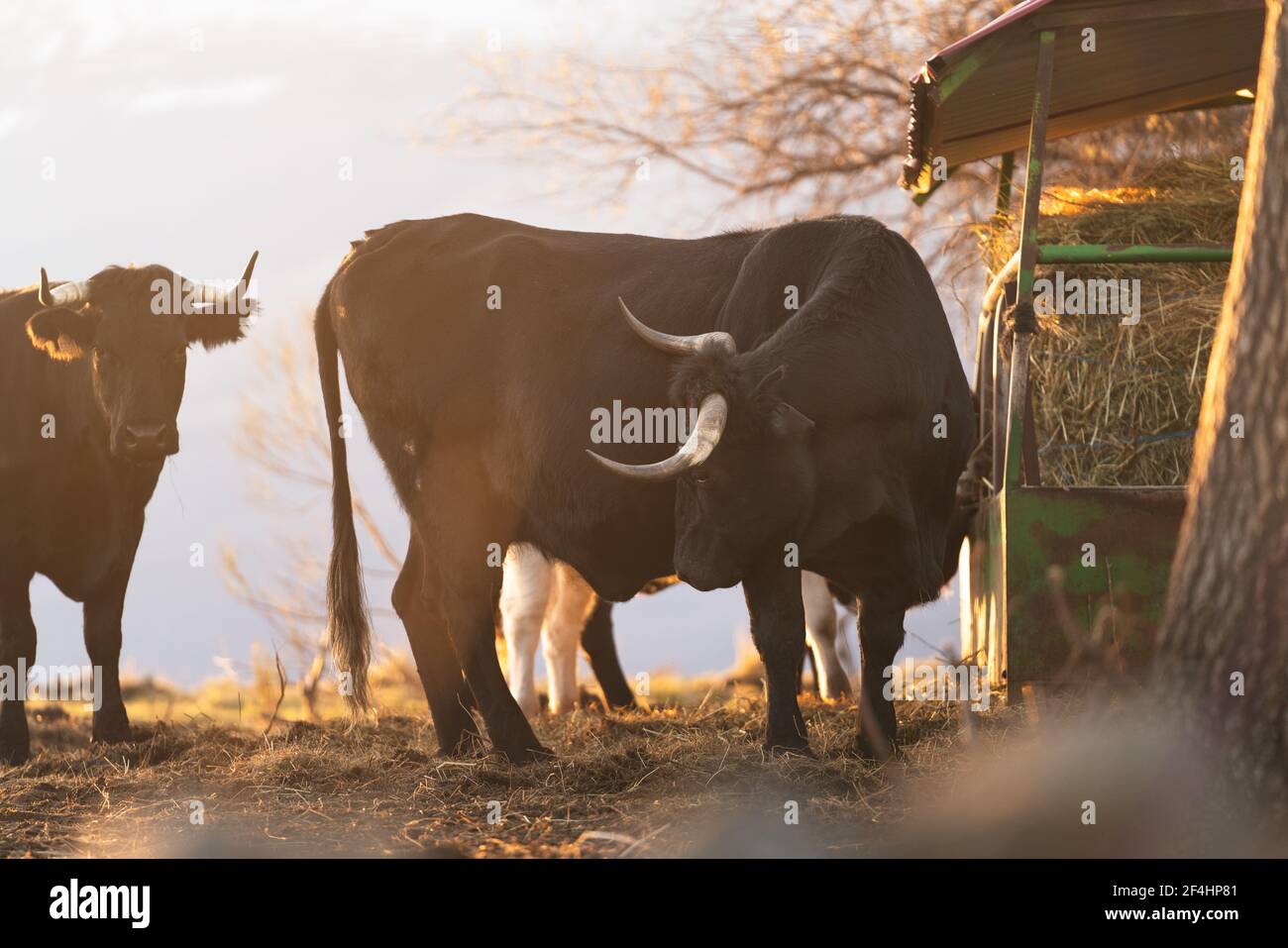 A shallow focus shot of black cows on a farm Stock Photo - Alamy