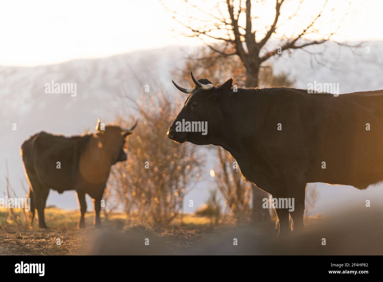 A shallow focus shot of black cows on a farm Stock Photo - Alamy