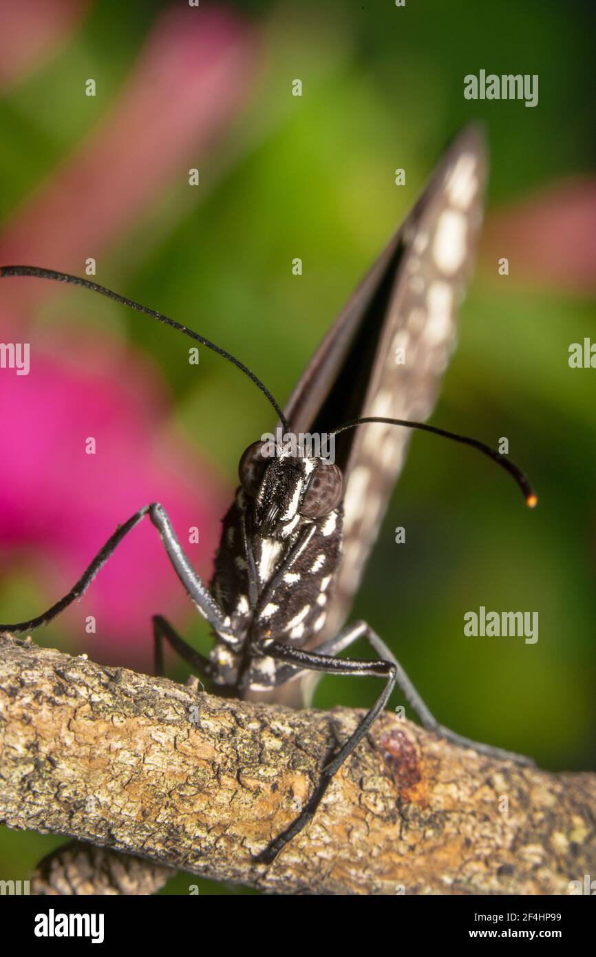 Glowing butterfly hi-res stock photography and images - Alamy