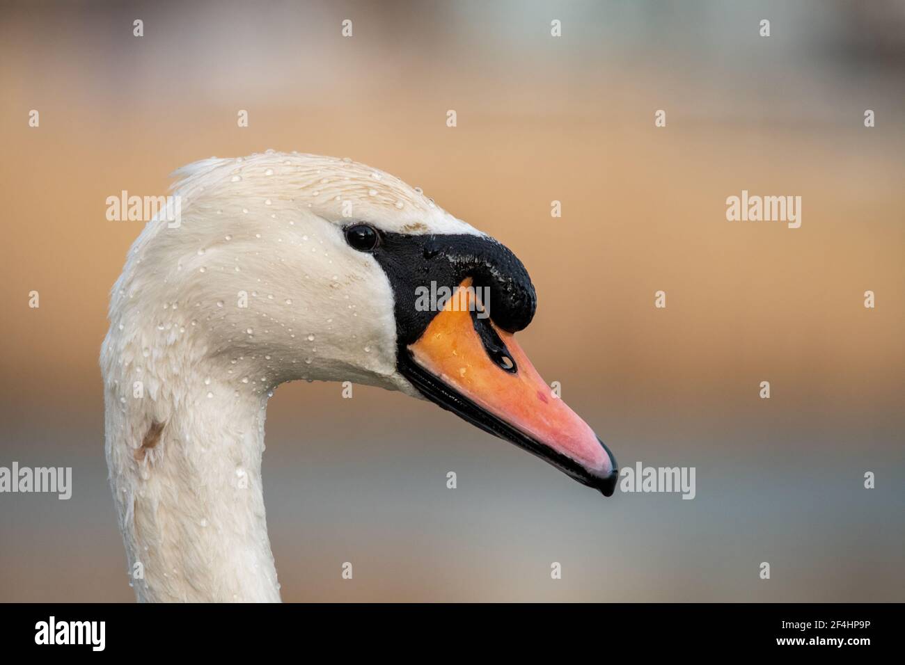 Waterfowl swan swans ducks hi-res stock photography and images - Alamy