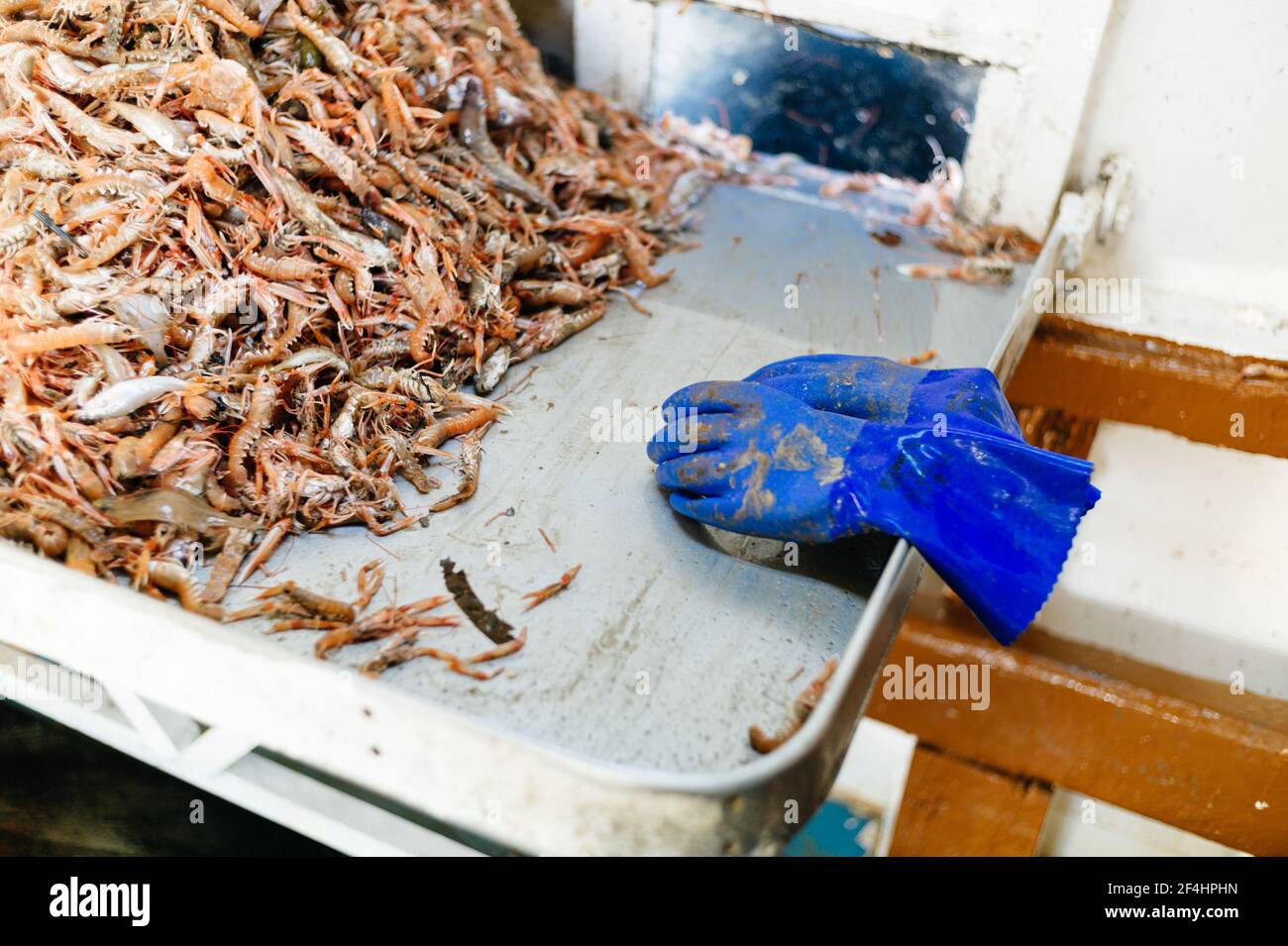Sizing prawns hi-res stock photography and images - Alamy