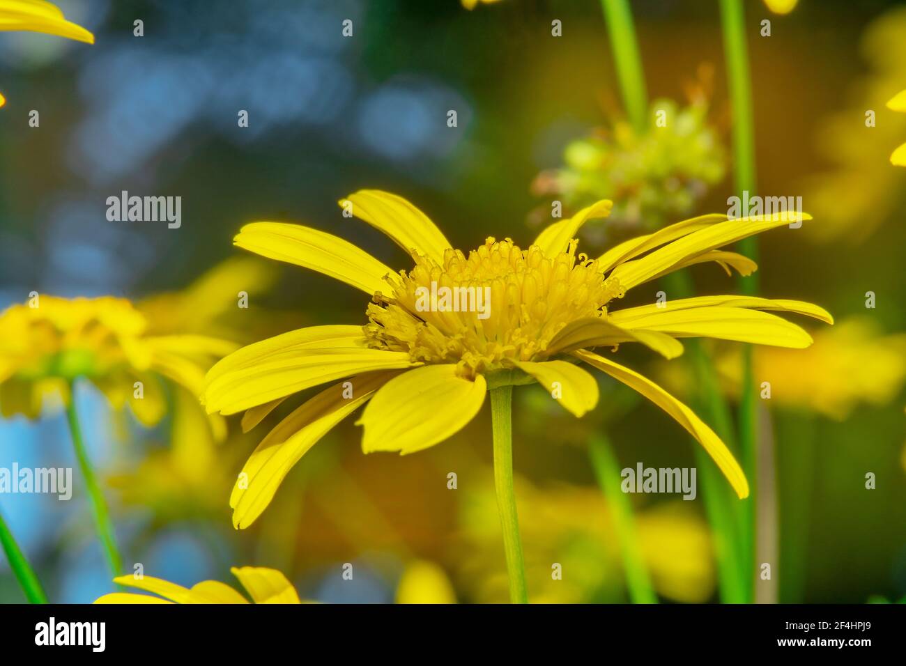 Daisy flower wilting hi-res stock photography and images - Alamy