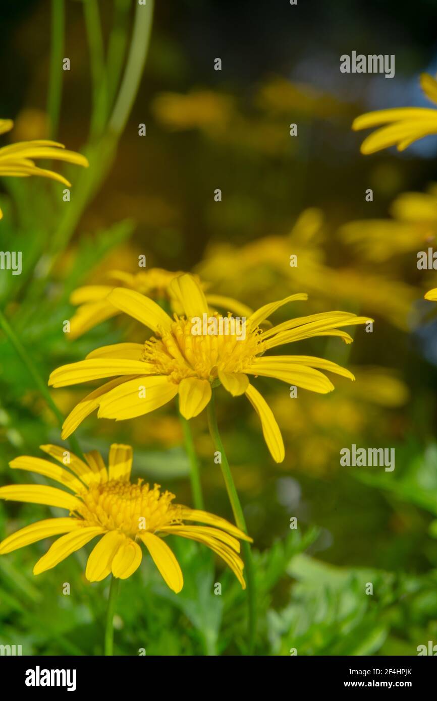 Common yellow daisy hi-res stock photography and images - Alamy