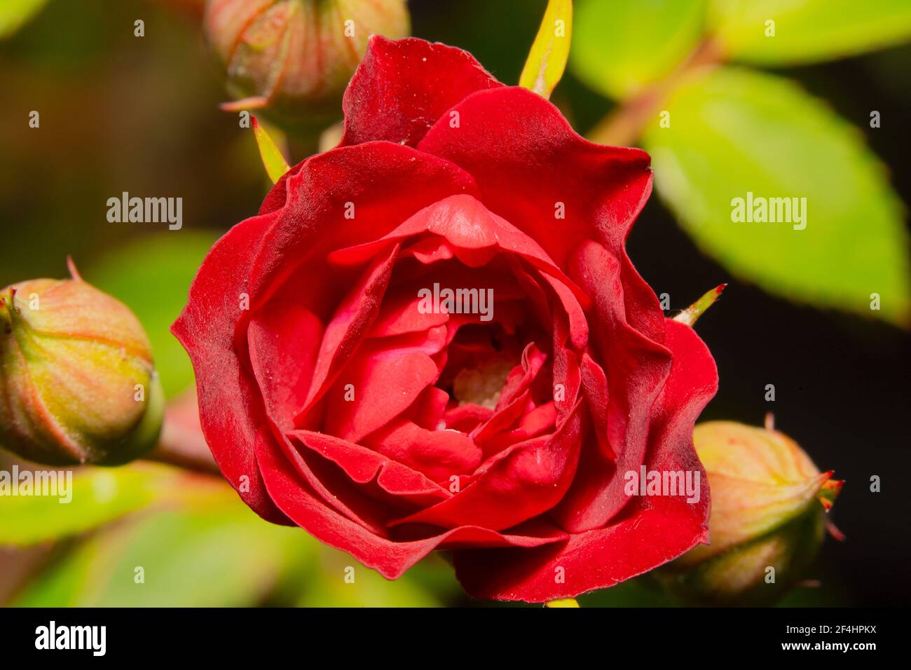 Blooming red rose Stock Photo - Alamy