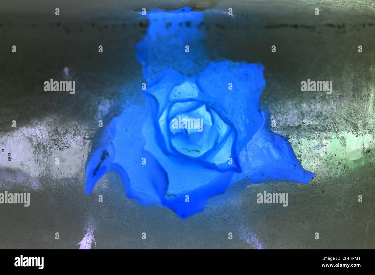 Colourful rose flowers frozen in ice, a symbol of the slow unfreezing ...
