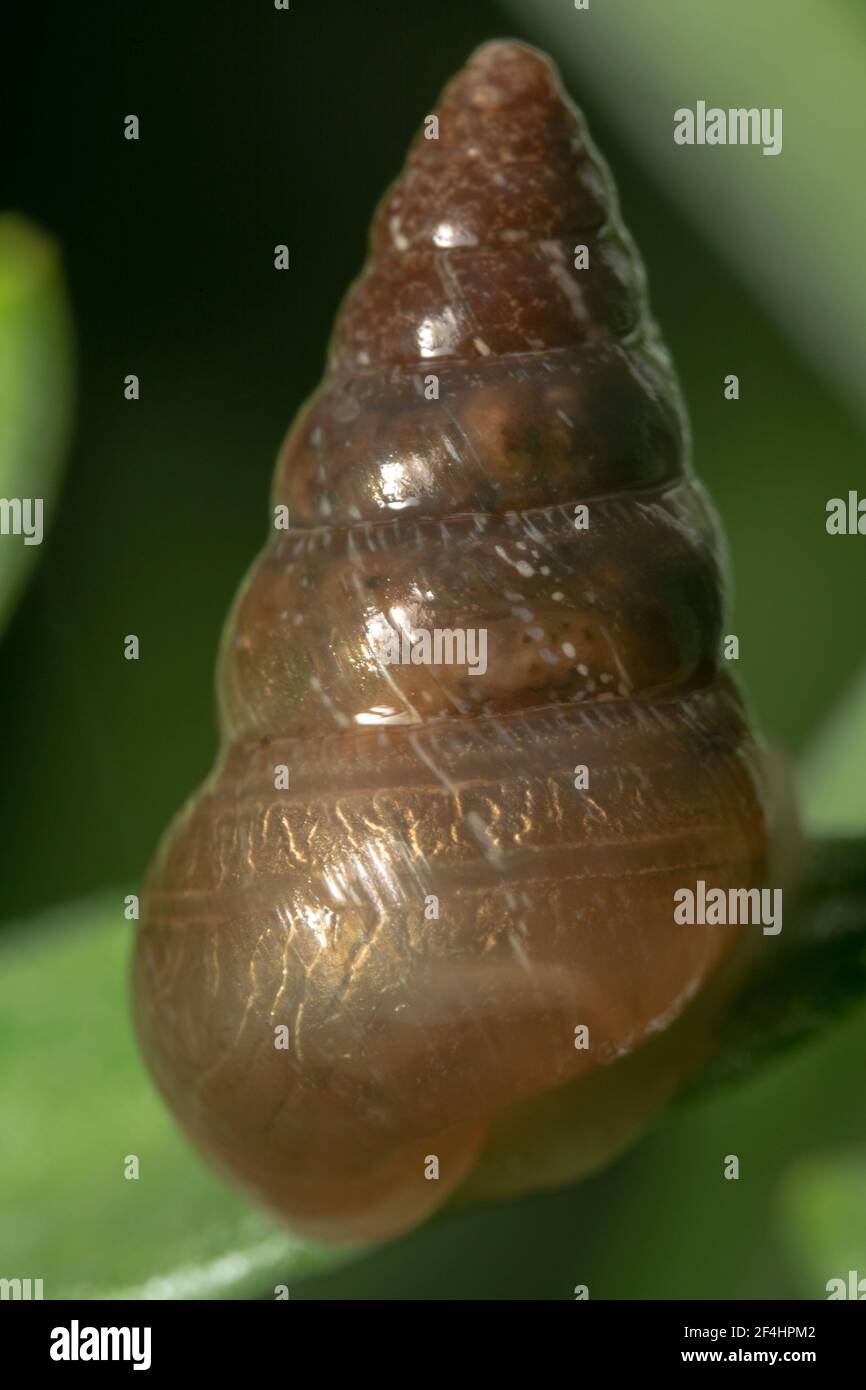 Pointy spiral shell of a snail Stock Photo - Alamy