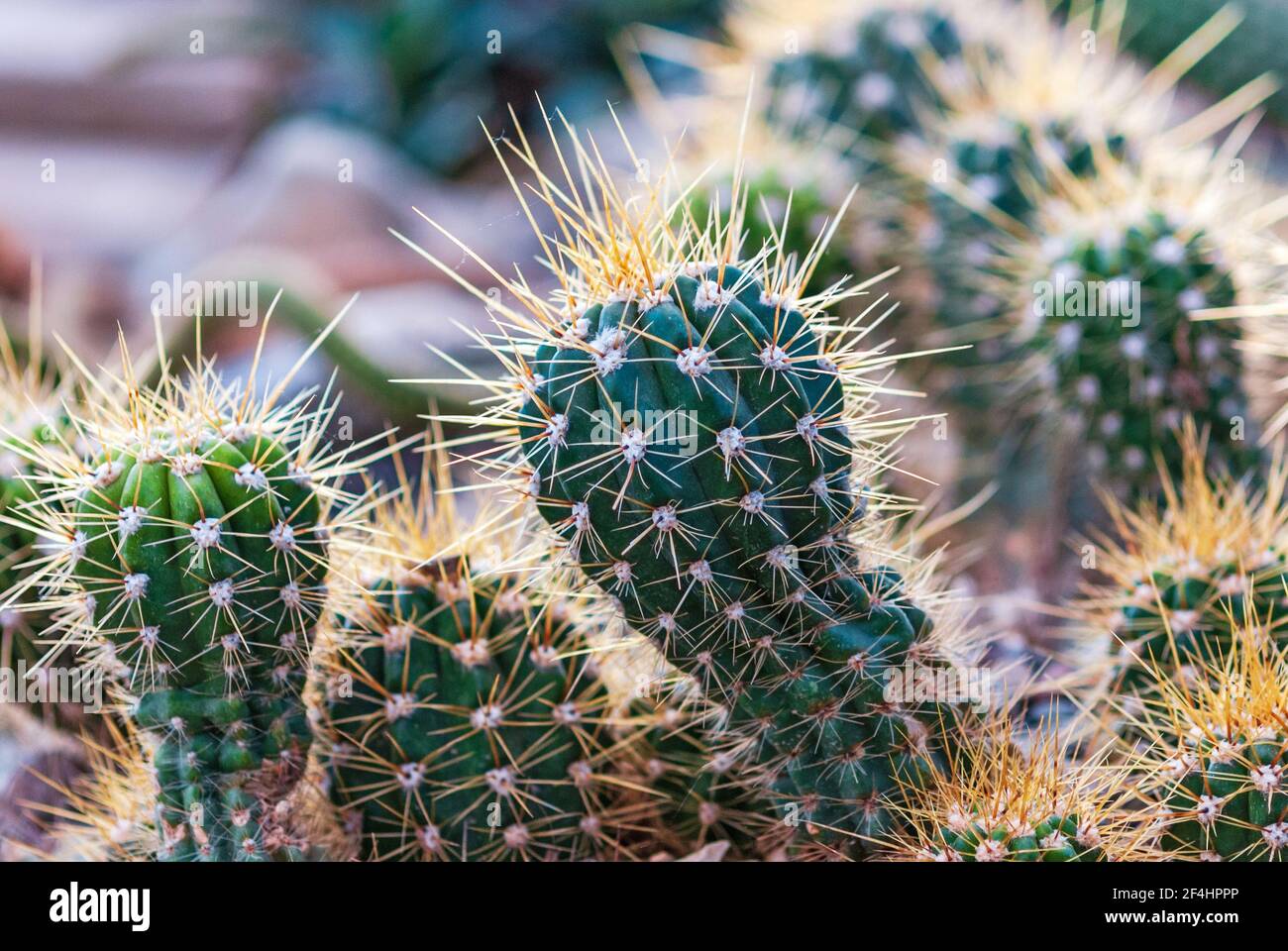 Cactus plants growing on rocky soil, closeup Stock Photo - Alamy