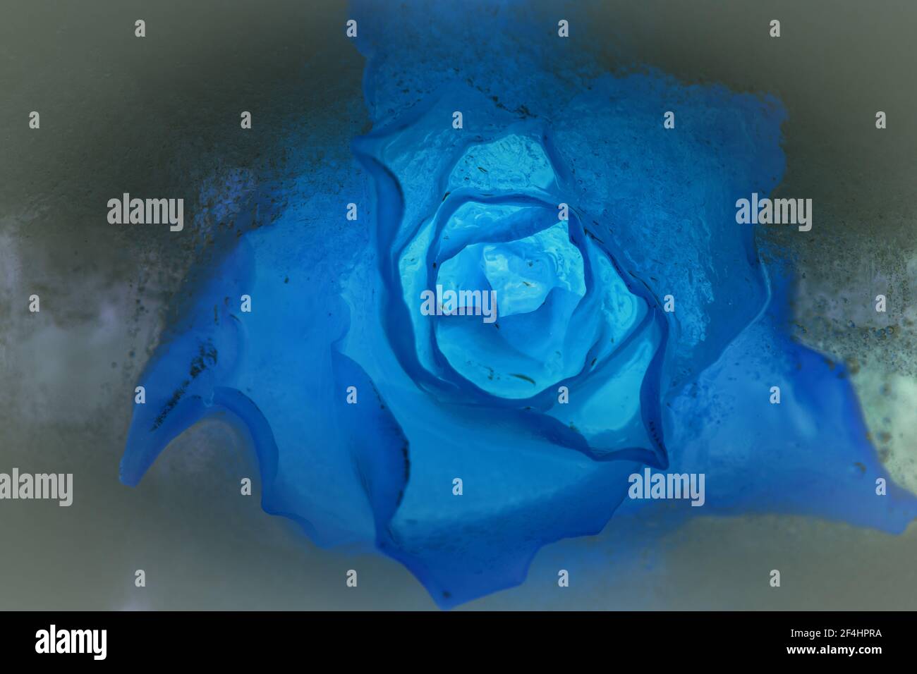 Colourful rose flowers frozen in ice, a symbol of the slow unfreezing ...