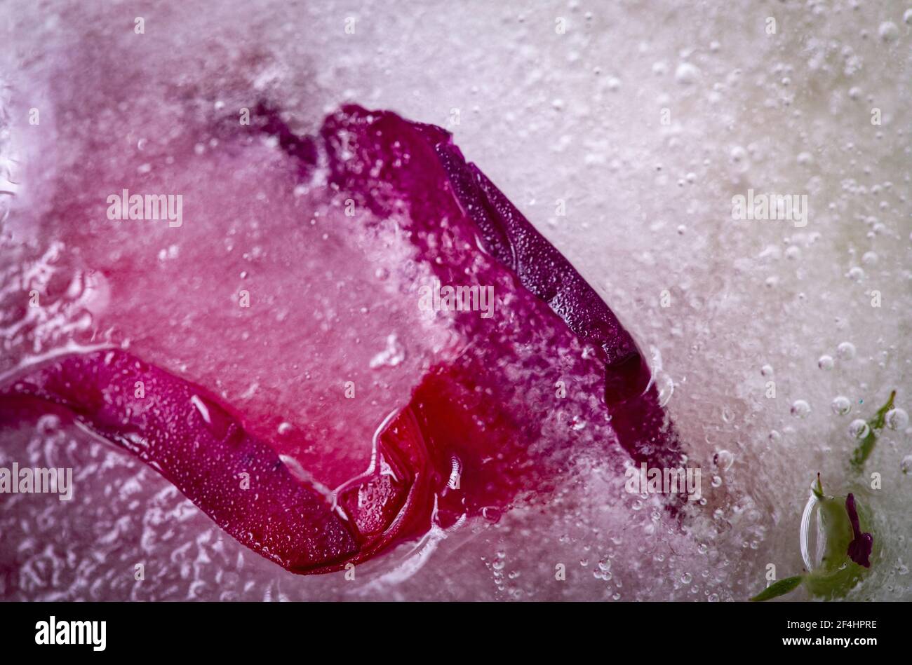 Colourful rose flowers frozen in ice, a symbol of the slow unfreezing ...
