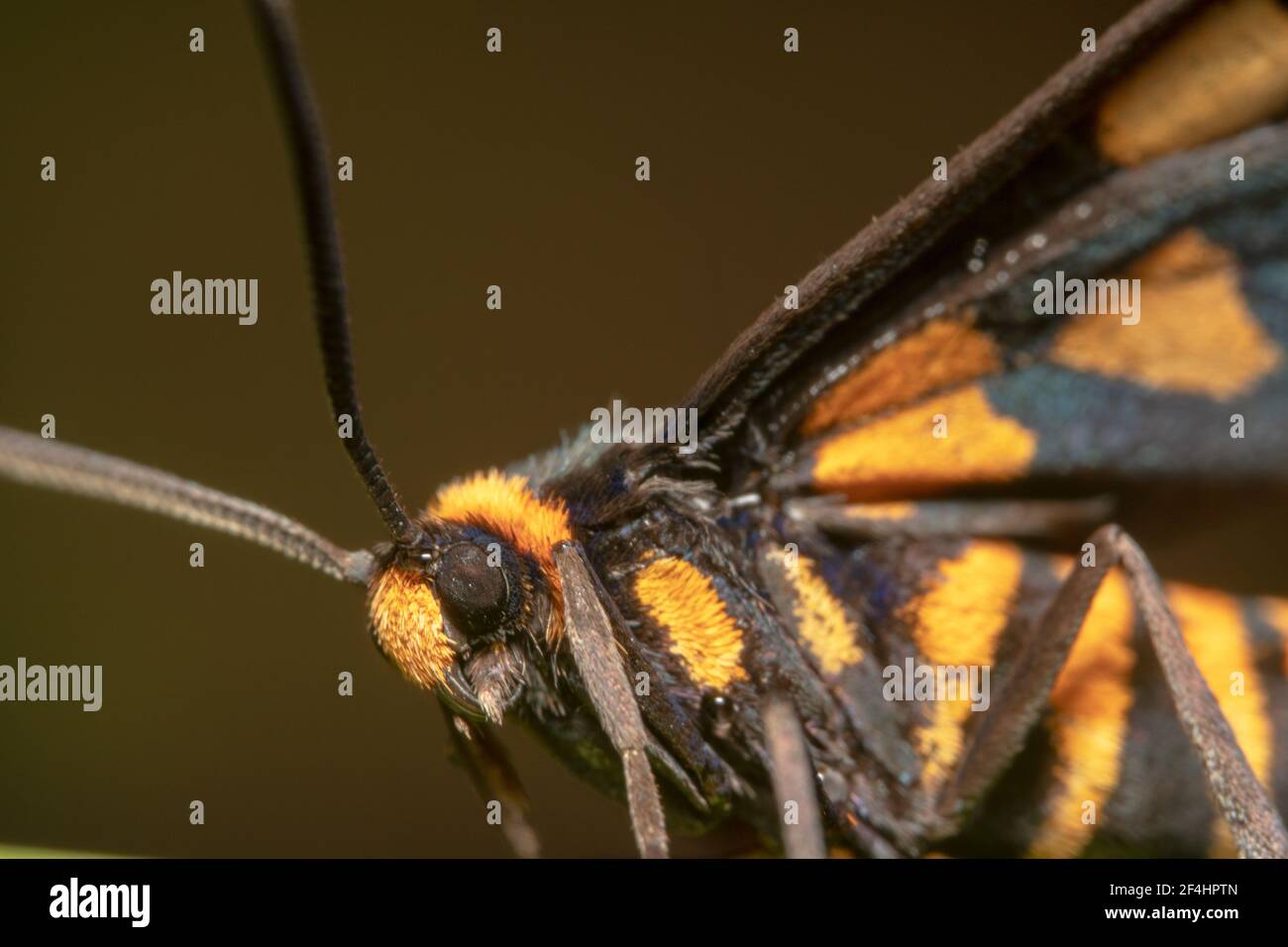 Green spots on orange hi-res stock photography and images - Alamy