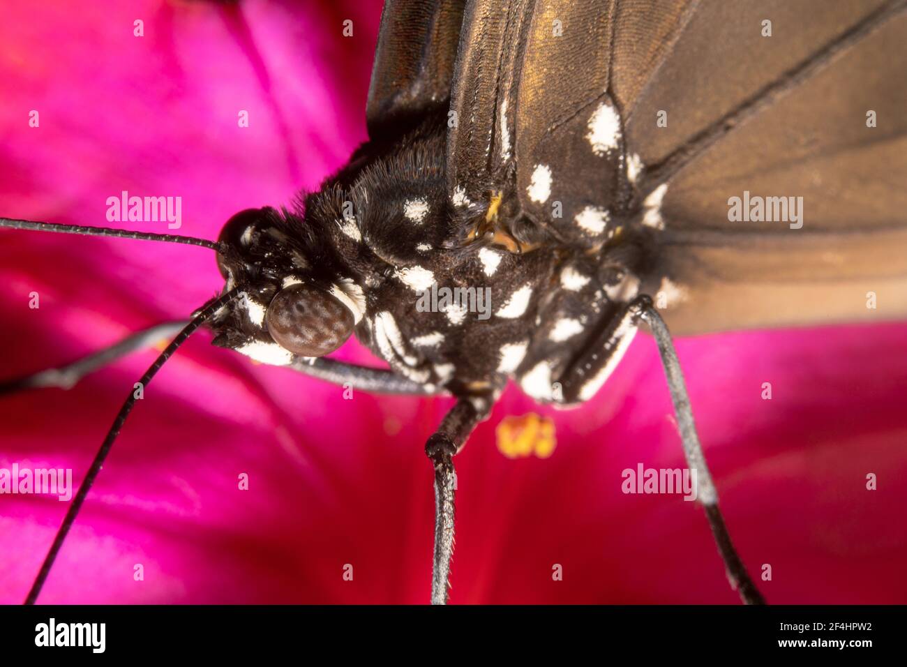 Black crow butterfly with white spots top down view Stock Photo - Alamy