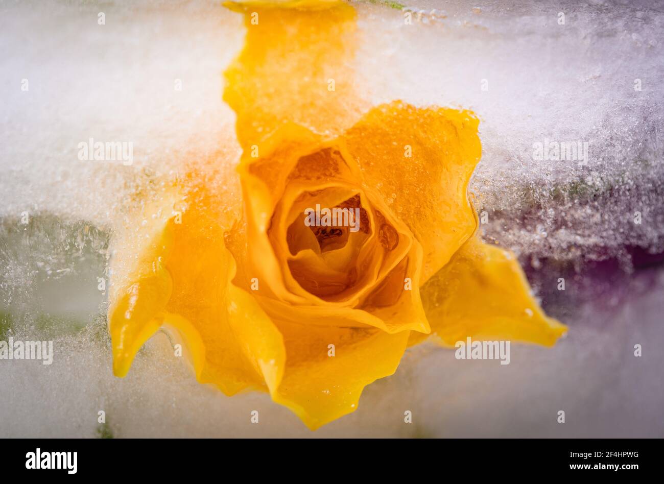 Colourful rose flowers frozen in ice, a symbol of the slow unfreezing ...